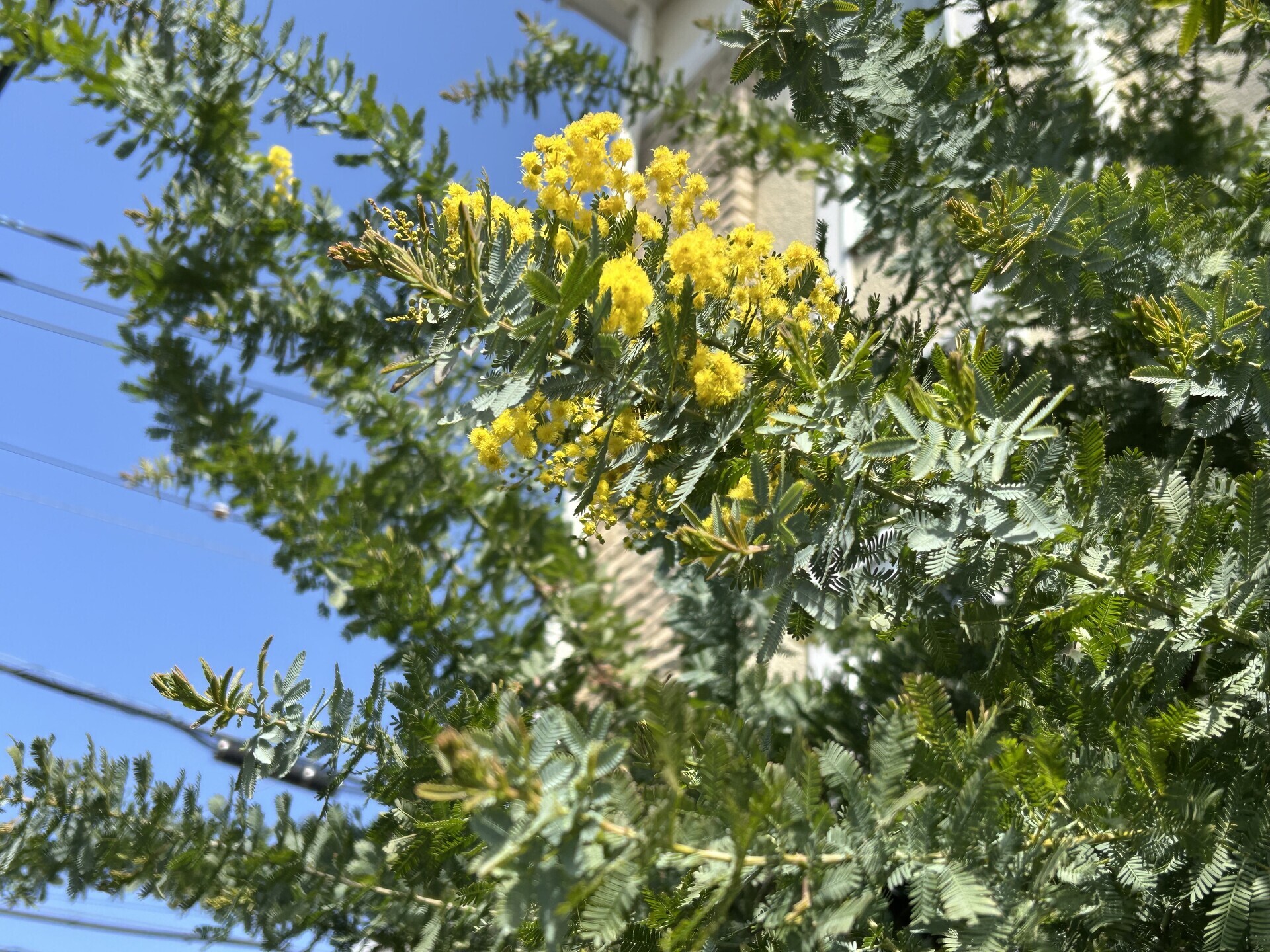 2025年3月18日（火）ロイヤルミルクテイ: 彩秋の風