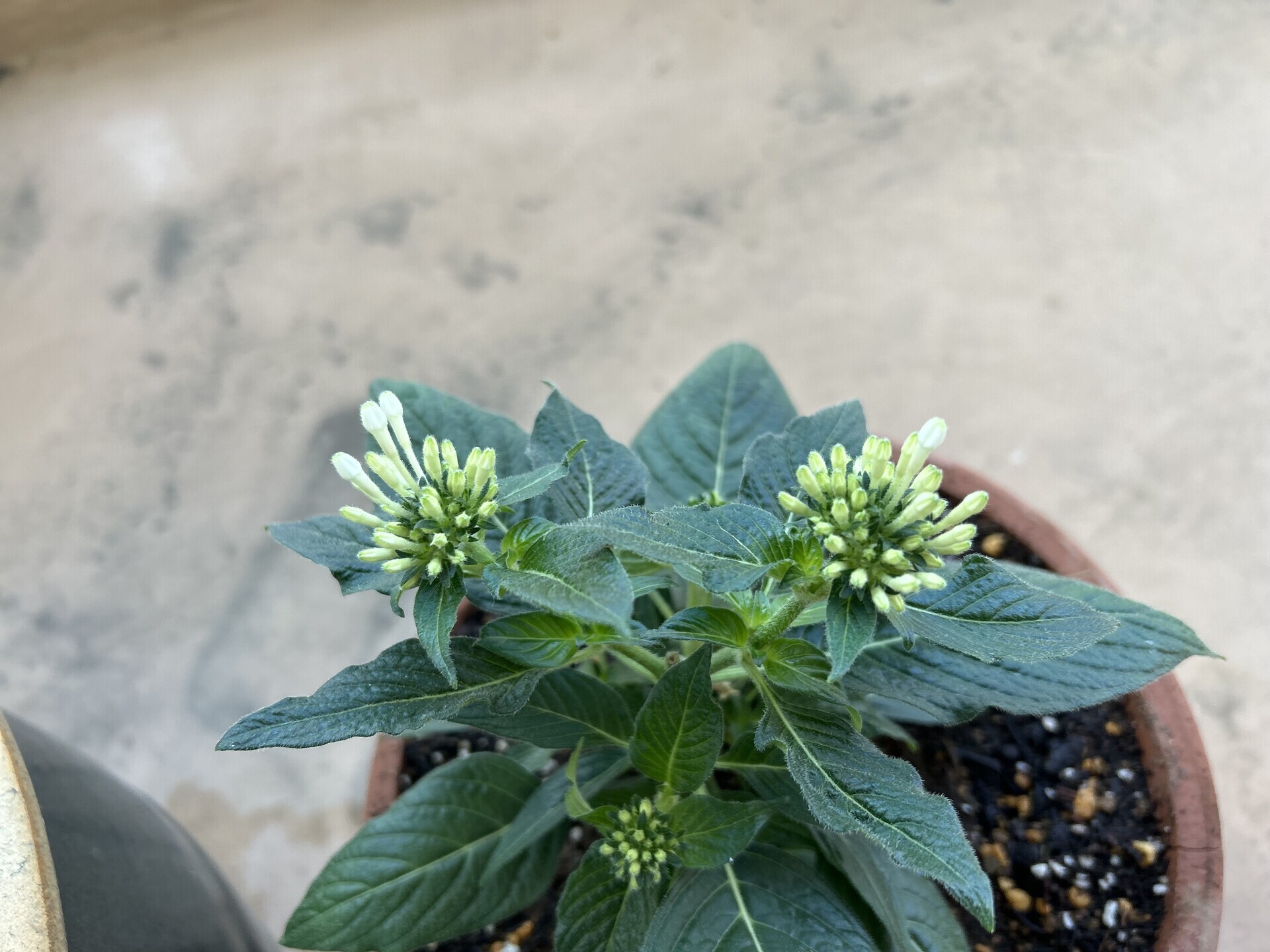 2025年7月12日（土）あらら、7月・・: 彩秋の風